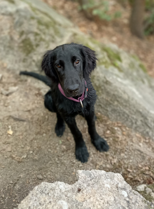 Flat coated retriever puppies
